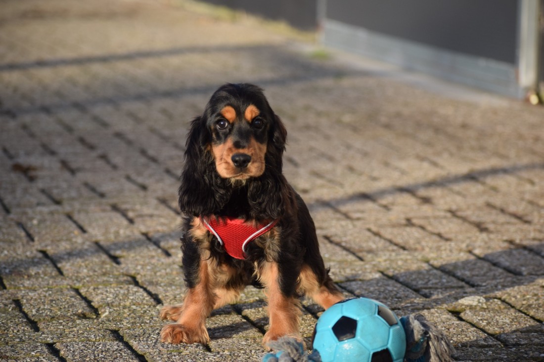 Engelse Cocker Spaniel