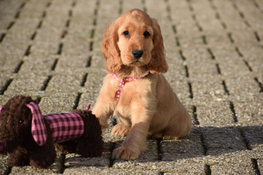 Engelse Cocker Spaniel