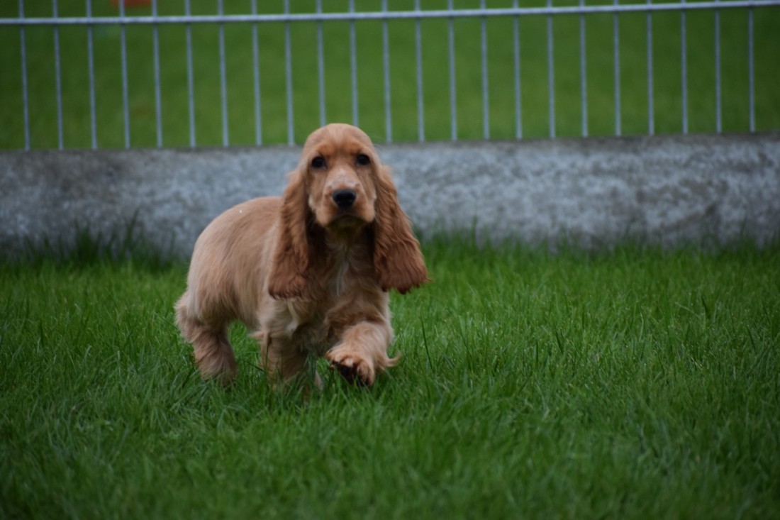 Engelse Cocker Spaniel