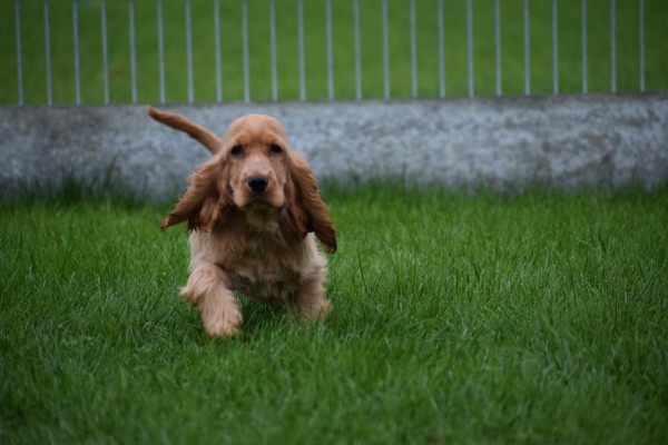 Engelse Cocker Spaniel