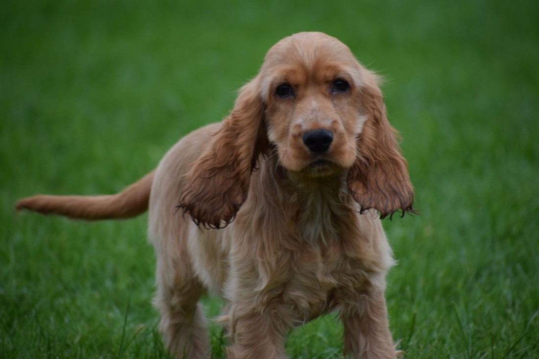 Engelse Cocker Spaniel