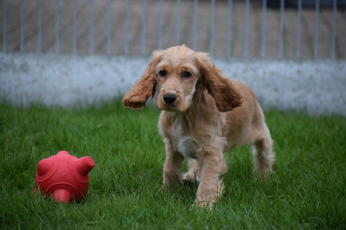 Engelse Cocker Spaniel