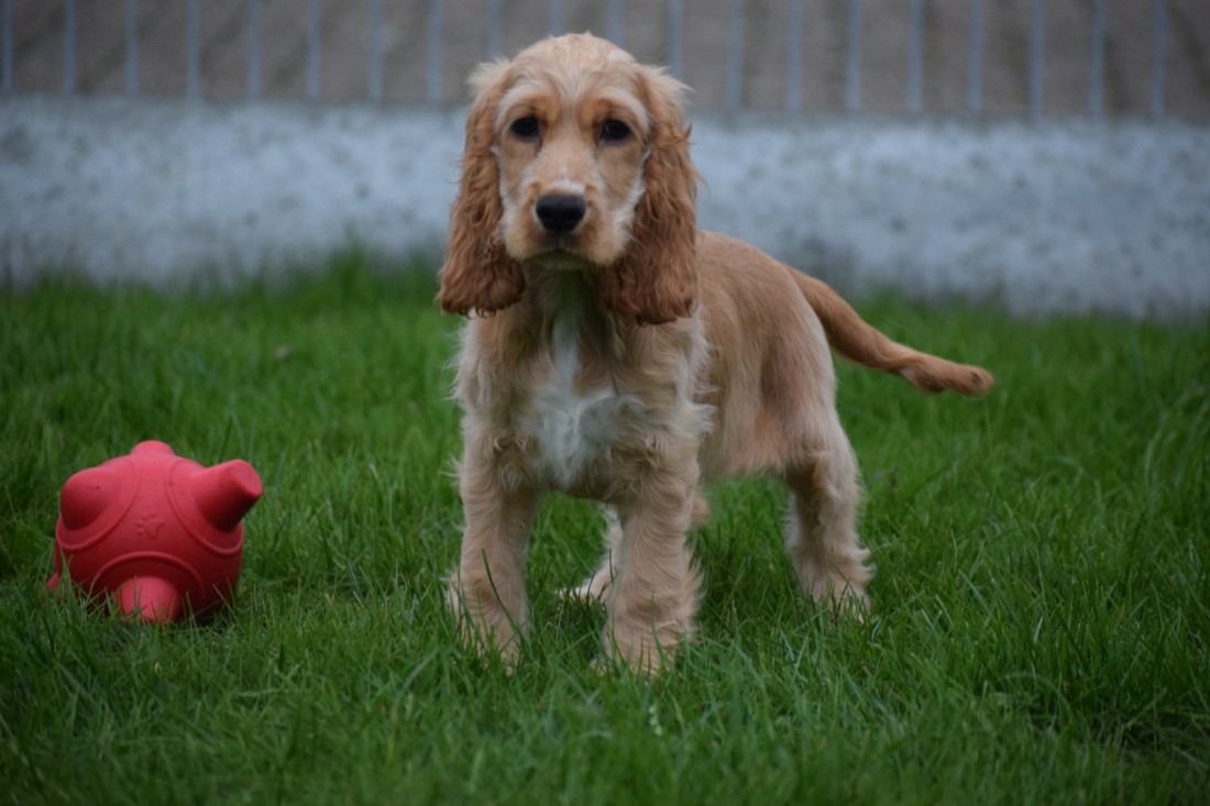 Engelse Cocker Spaniel