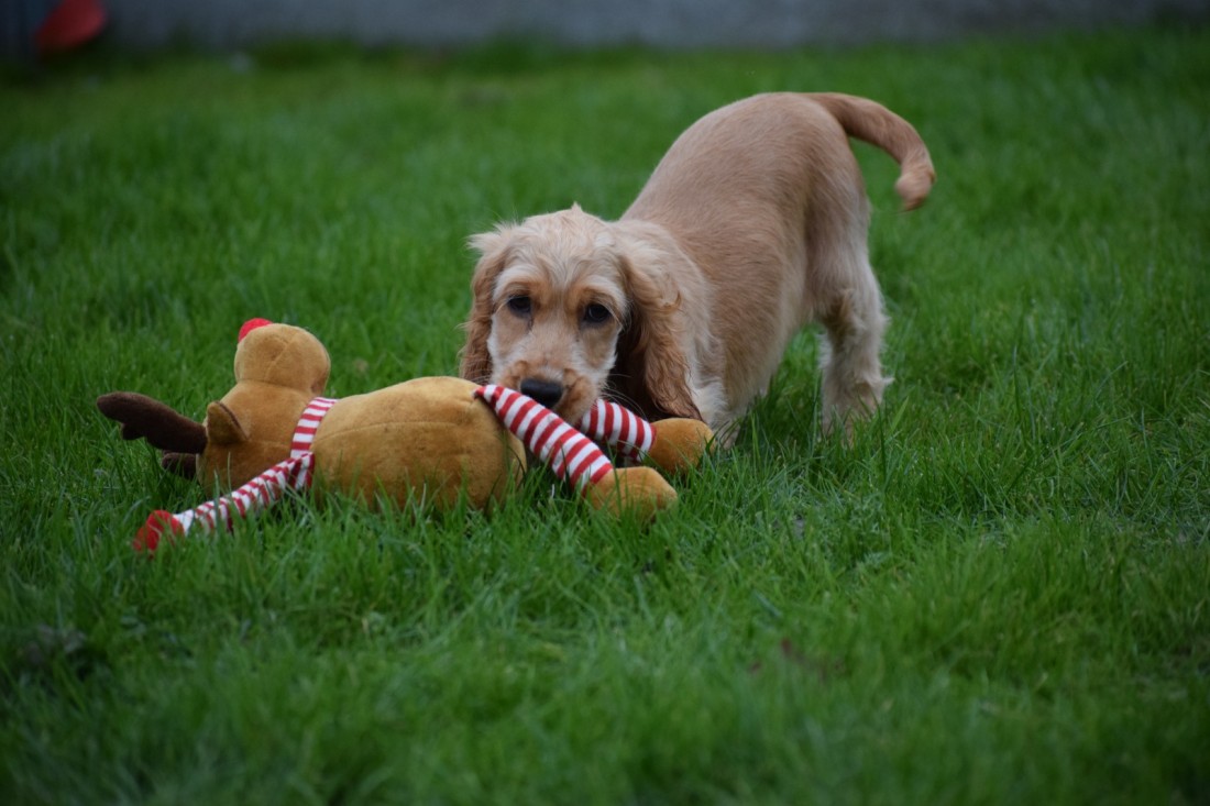 Engelse Cocker Spaniel