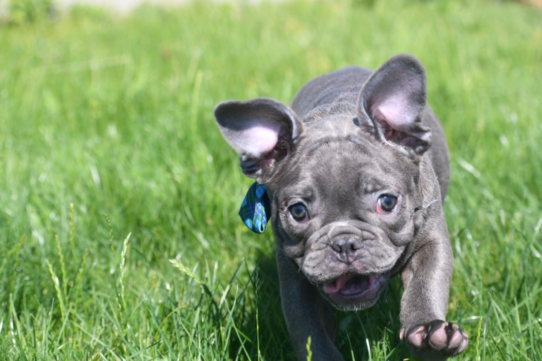 Franse Bulldog