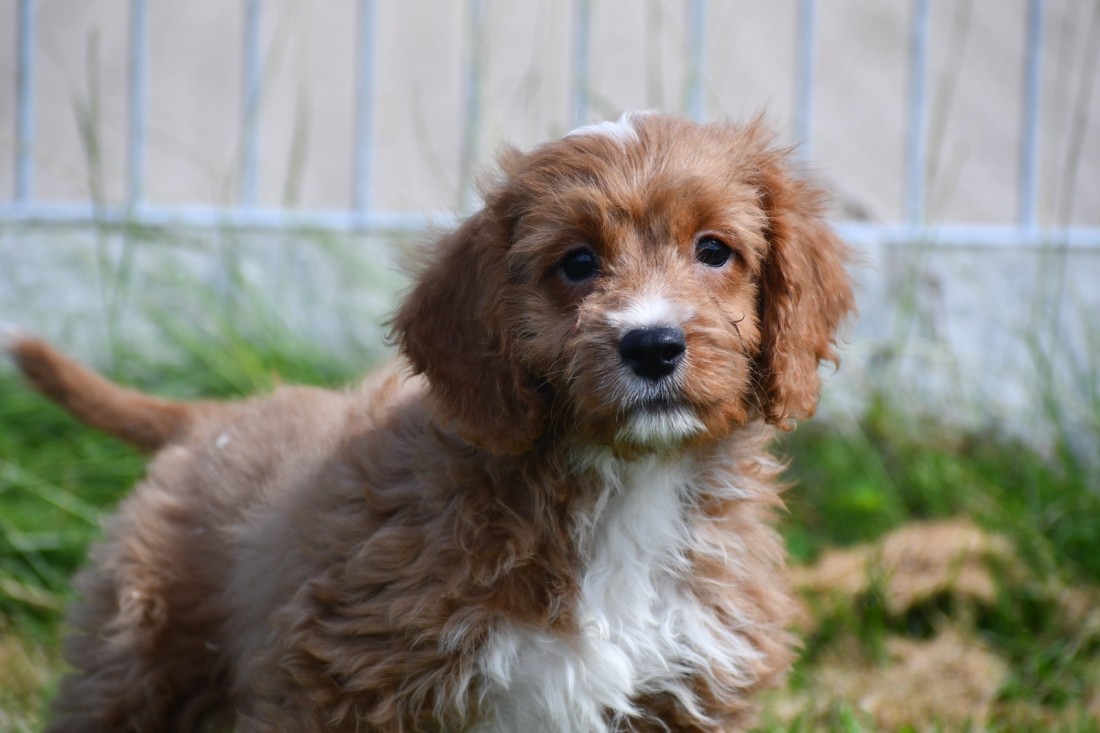 Poedel kruising (poedel, cavapoo, maltipoo, ...)