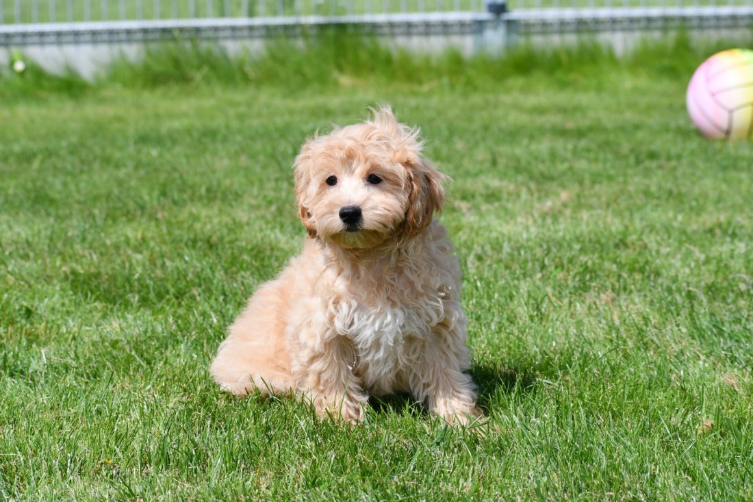 Poedel kruising (poedel, cavapoo, maltipoo, ...)