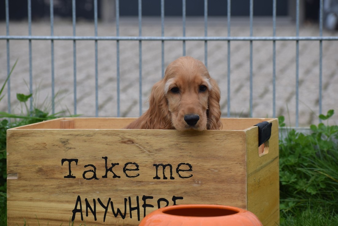 Engelse Cocker Spaniel