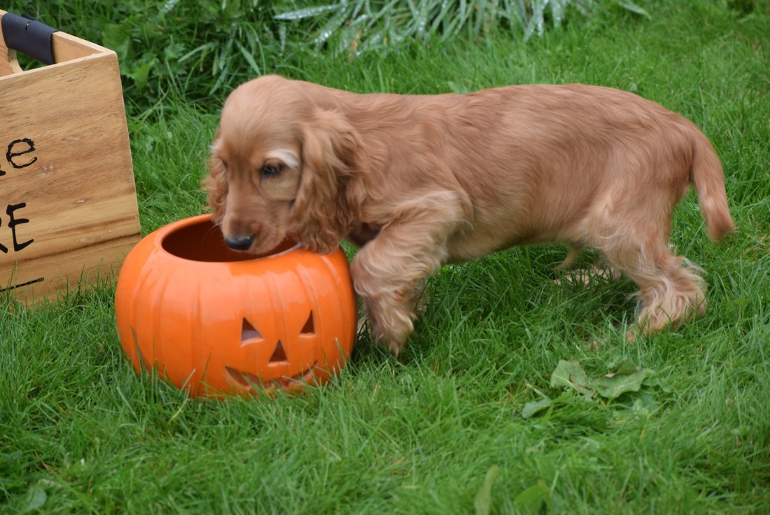 Engelse Cocker Spaniel