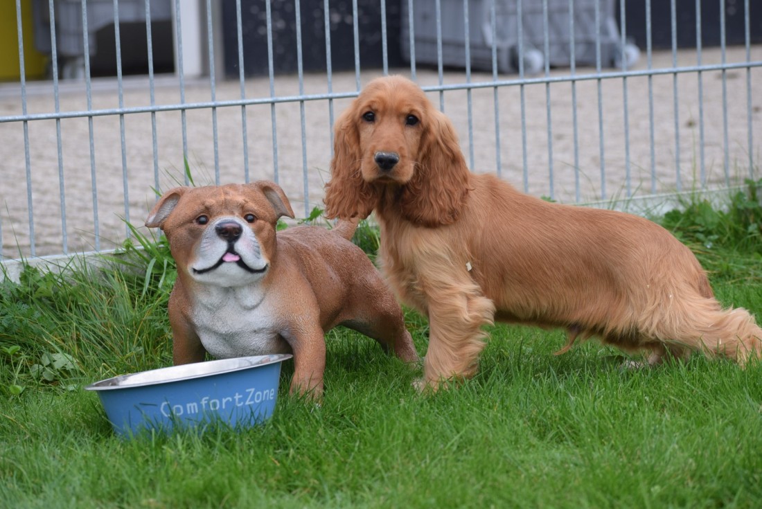 Engelse Cocker Spaniel