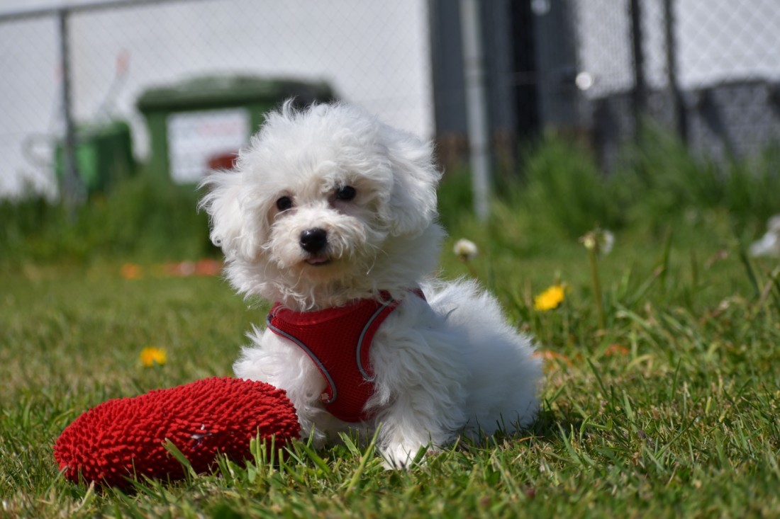 Bichon maltais