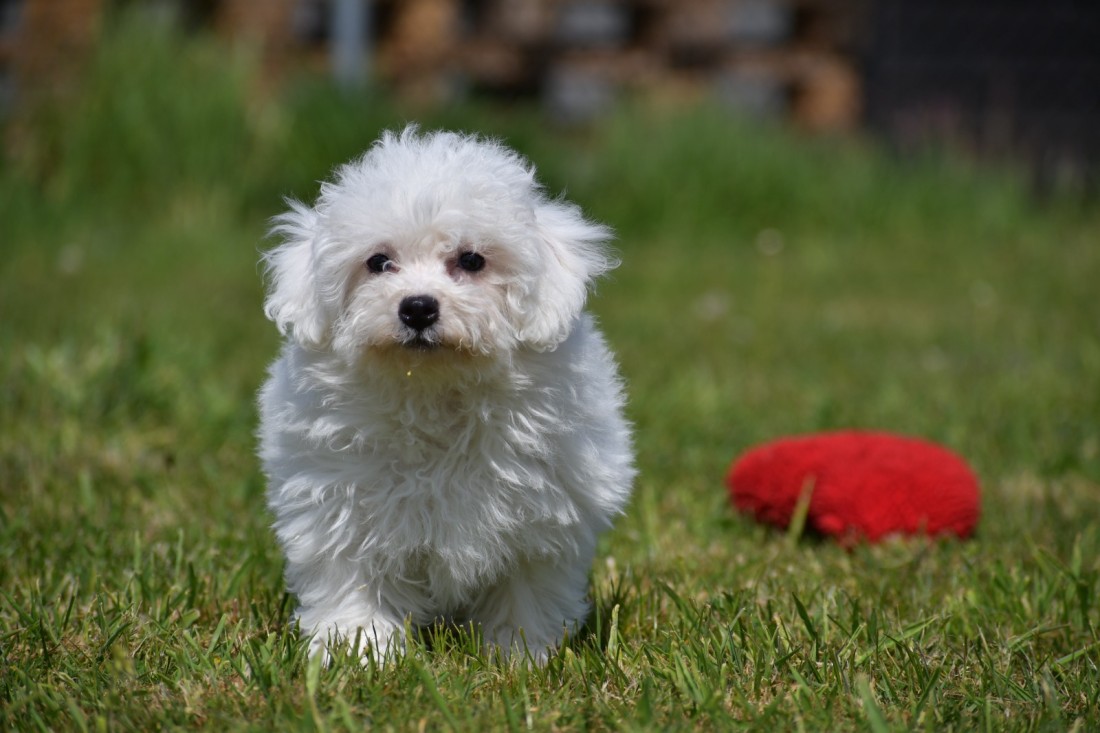 Bichon maltais