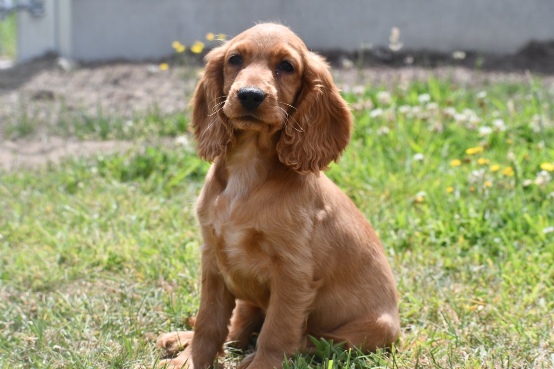 Engelse Cocker Spaniel