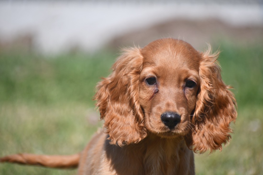 Engelse Cocker Spaniel