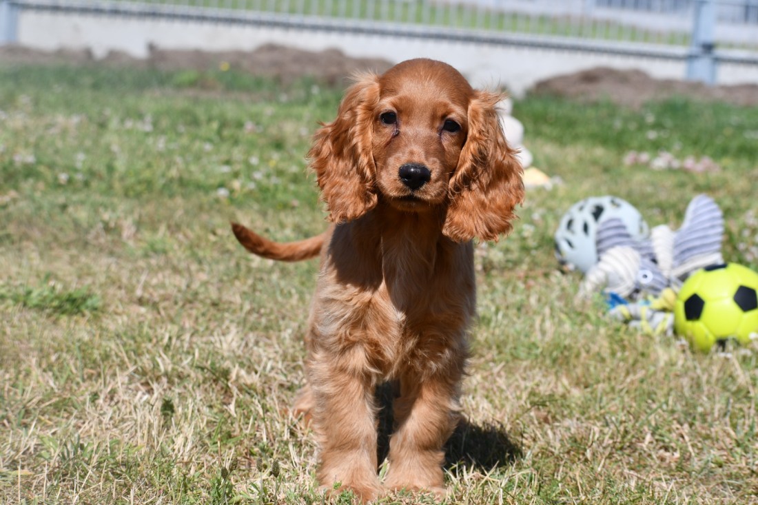 Engelse Cocker Spaniel