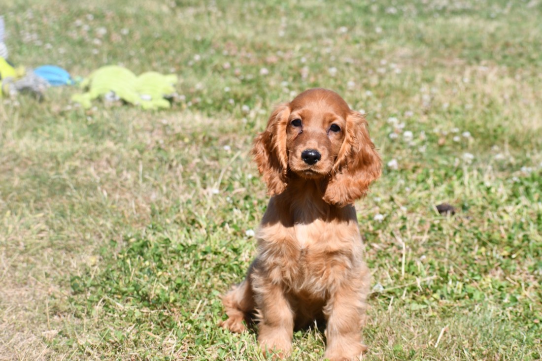 Engelse Cocker Spaniel