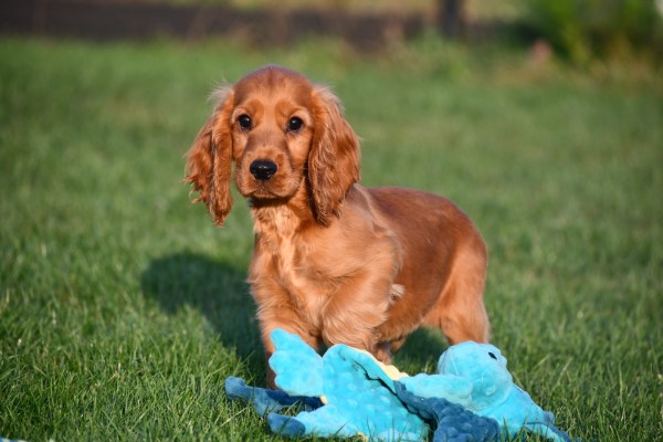 Engelse Cocker Spaniel
