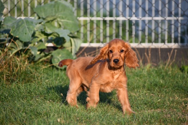 Engelse Cocker Spaniel