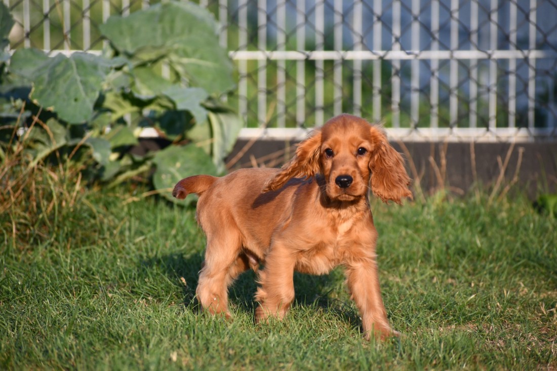 Engelse Cocker Spaniel