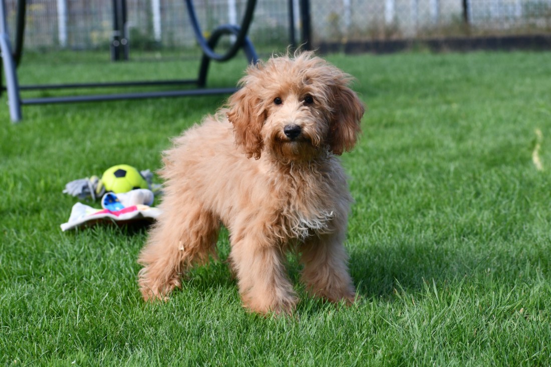 Poedel kruising (poedel, cavapoo, maltipoo, ...)