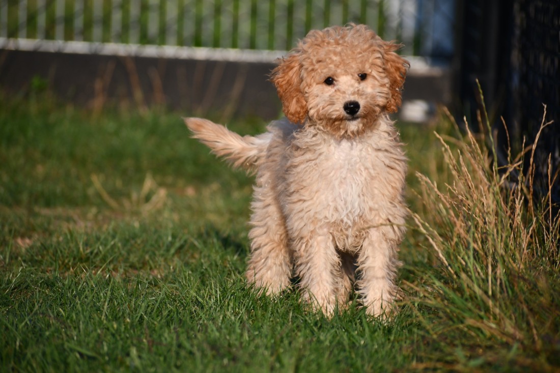Poedel kruising (poedel, cavapoo, maltipoo, ...)