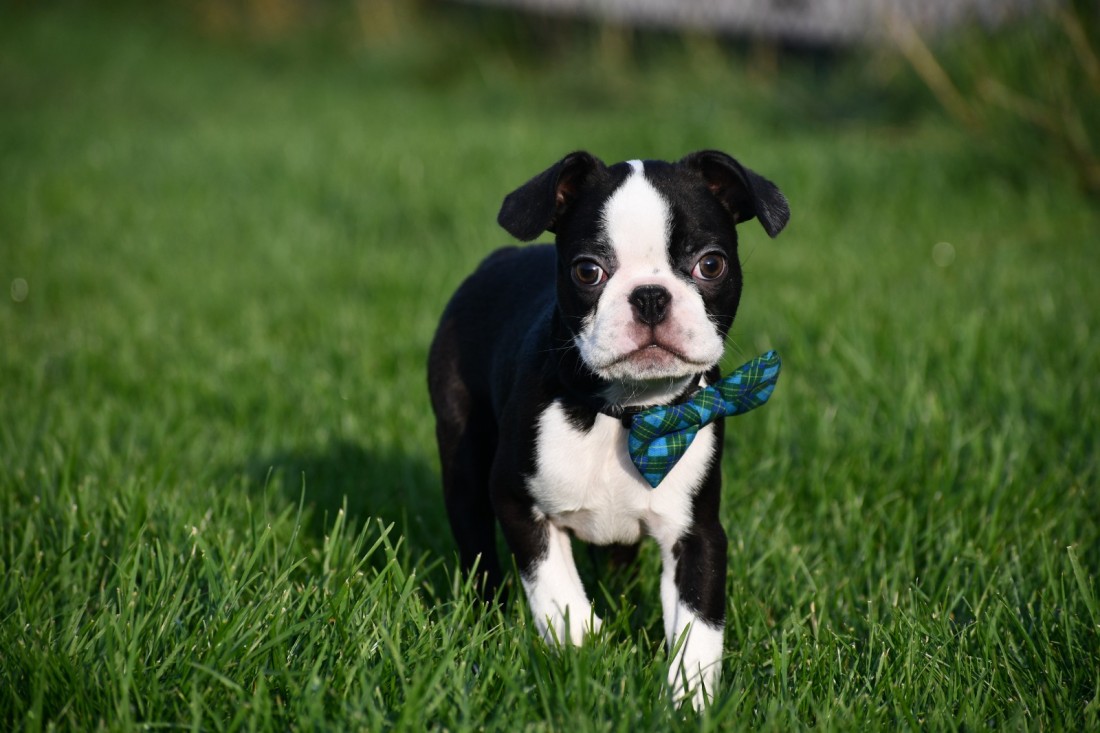 Boston Terrier