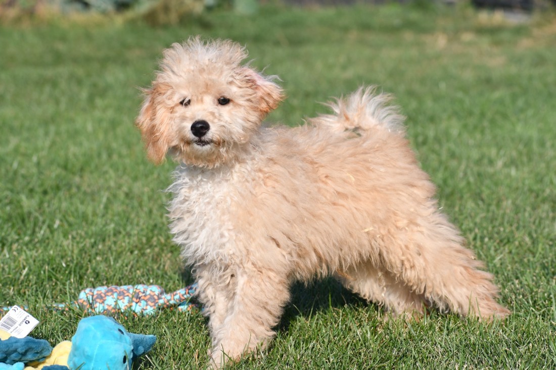 Poedel kruising (poedel, cavapoo, maltipoo, ...)