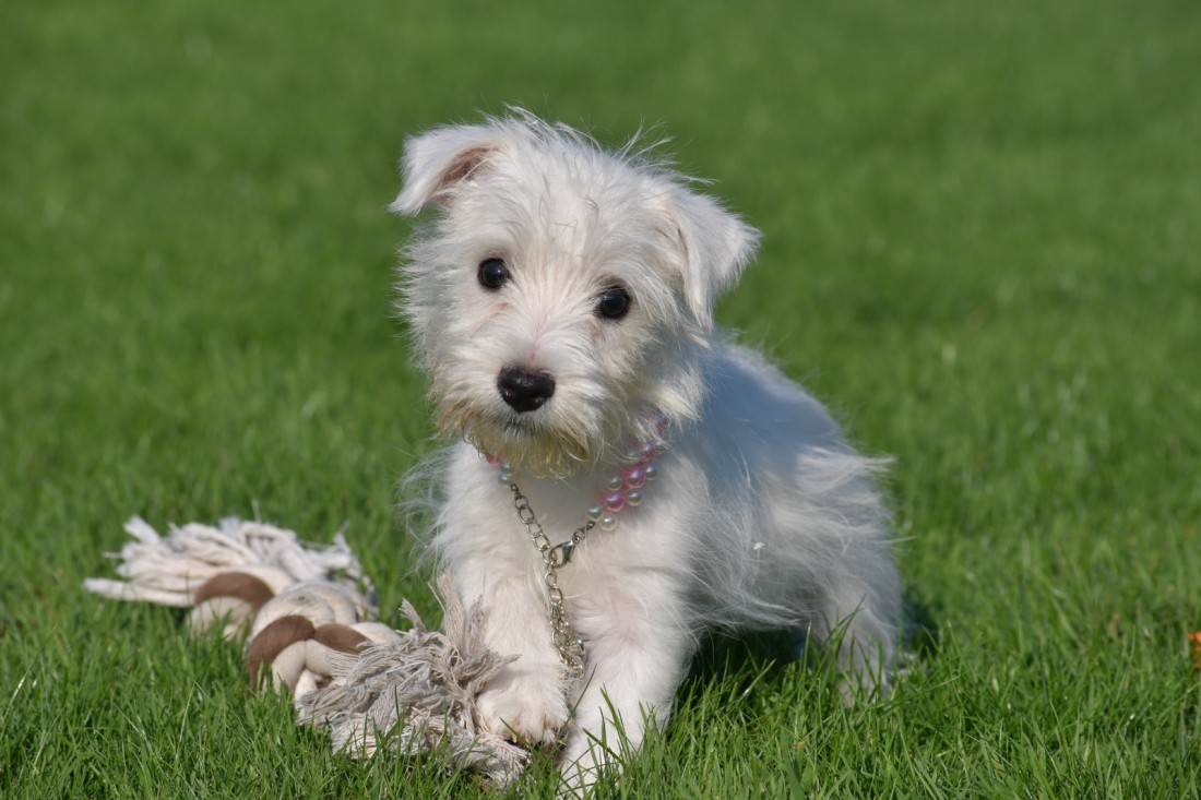 West Highland White terrier