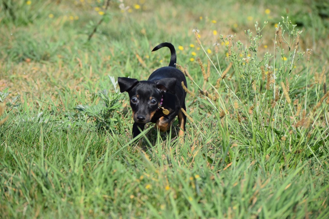 Pincher (Pinscher)