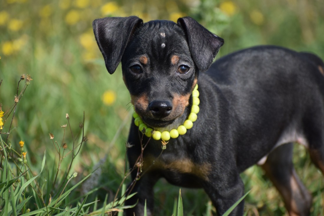 Pincher (Pinscher)
