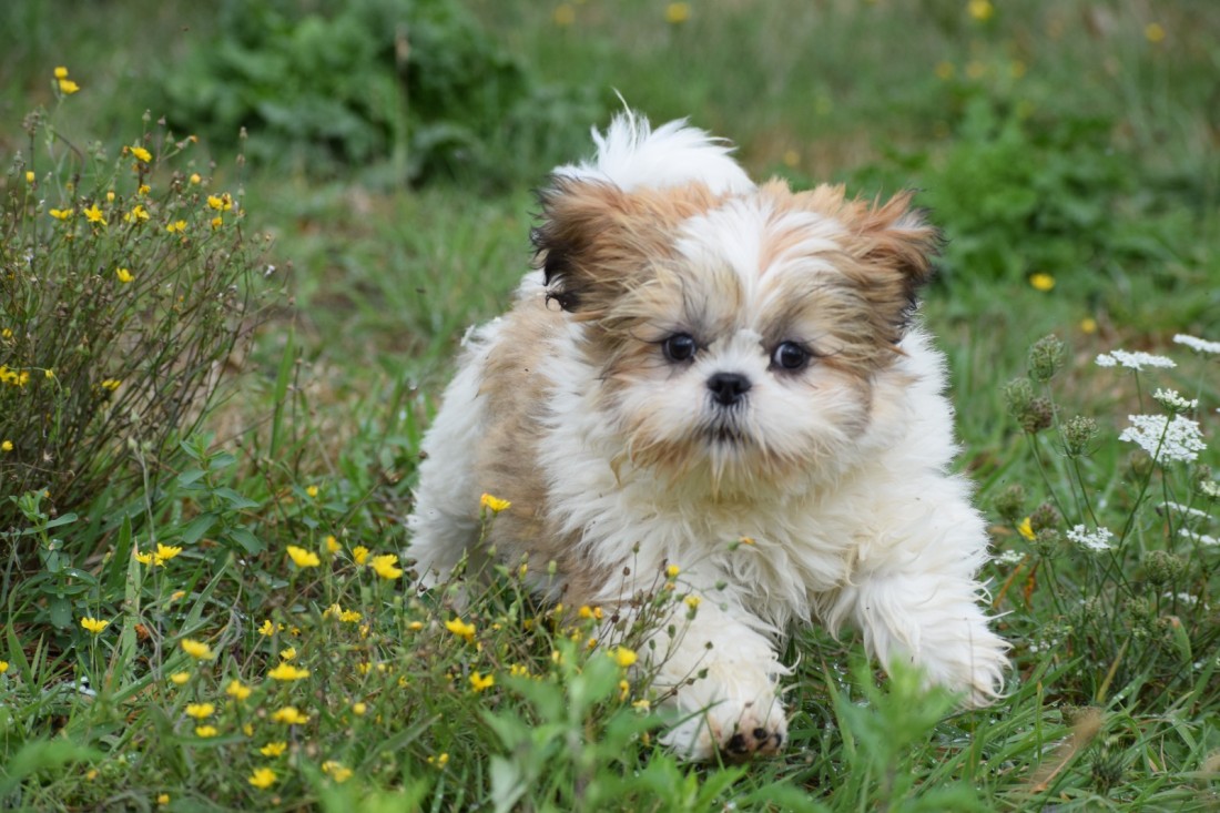 Shih-Tzu