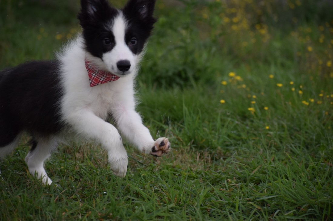 Border Collie