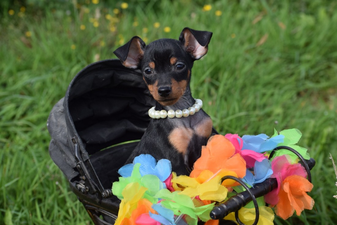 Pincher (Pinscher)