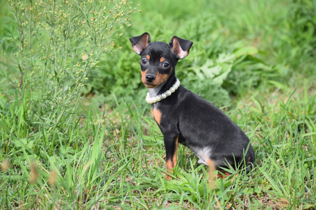Pincher (Pinscher)