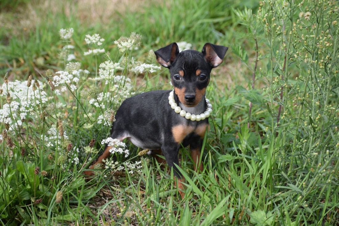Pincher (Pinscher)