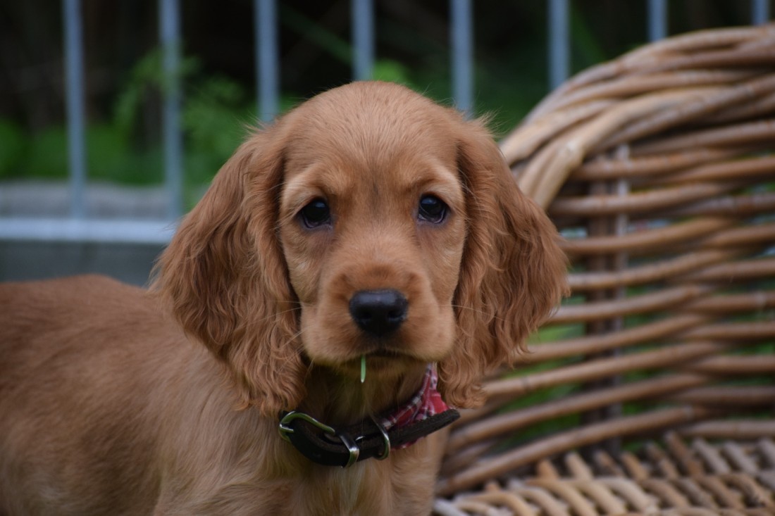Engelse Cocker Spaniel
