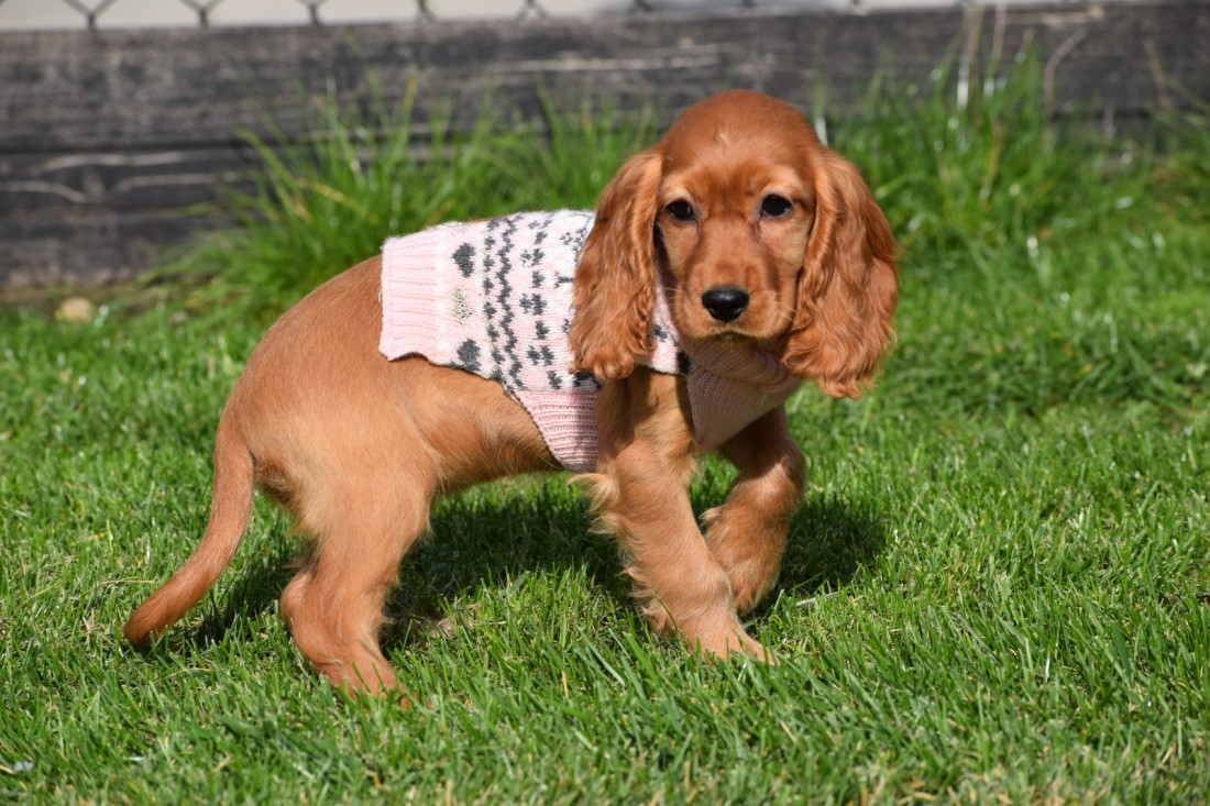Engelse Cocker Spaniel