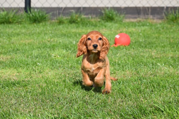 Engelse Cocker Spaniel