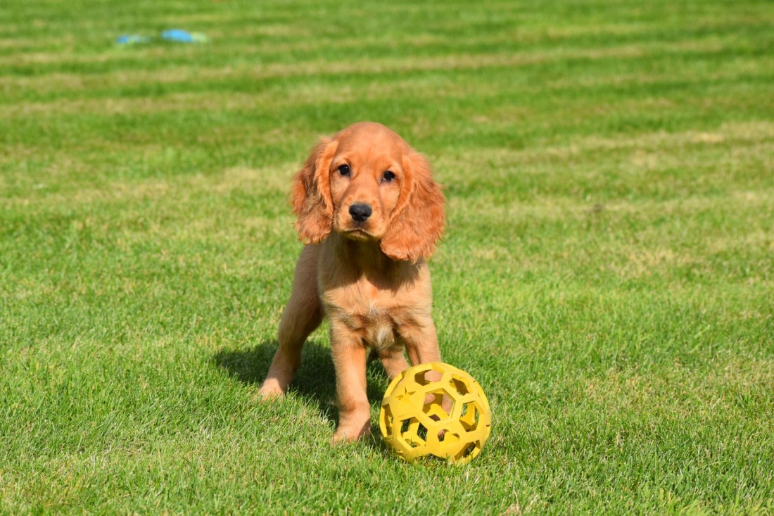Engelse Cocker Spaniel