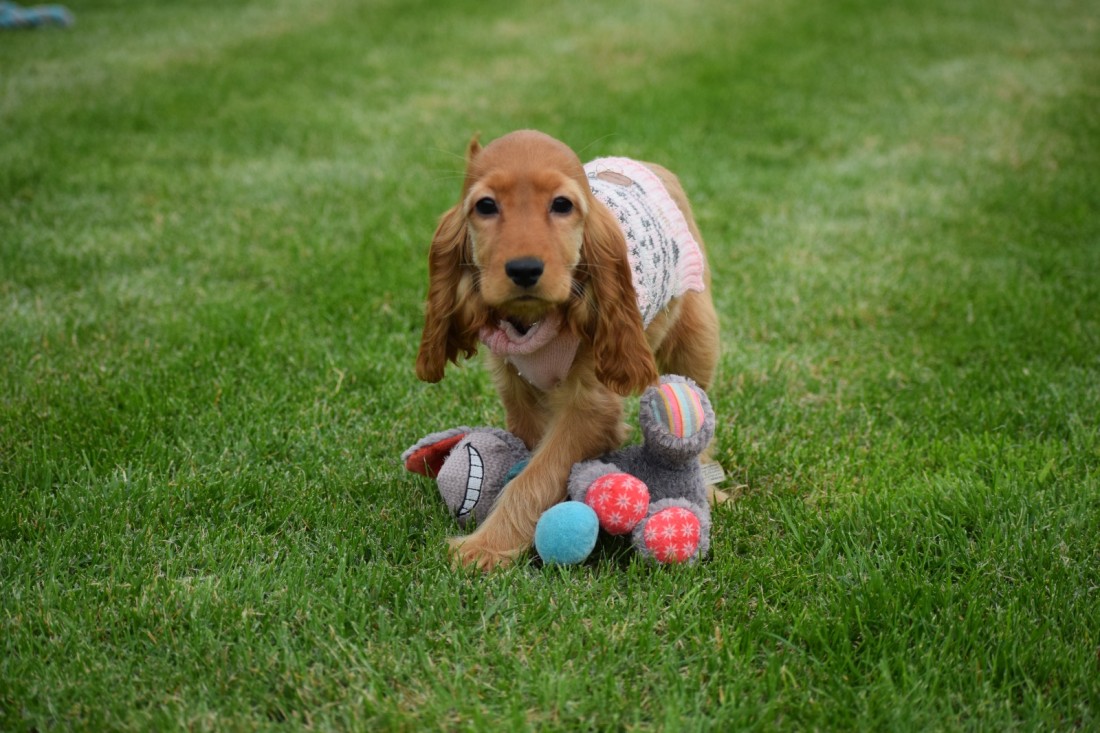Engelse Cocker Spaniel