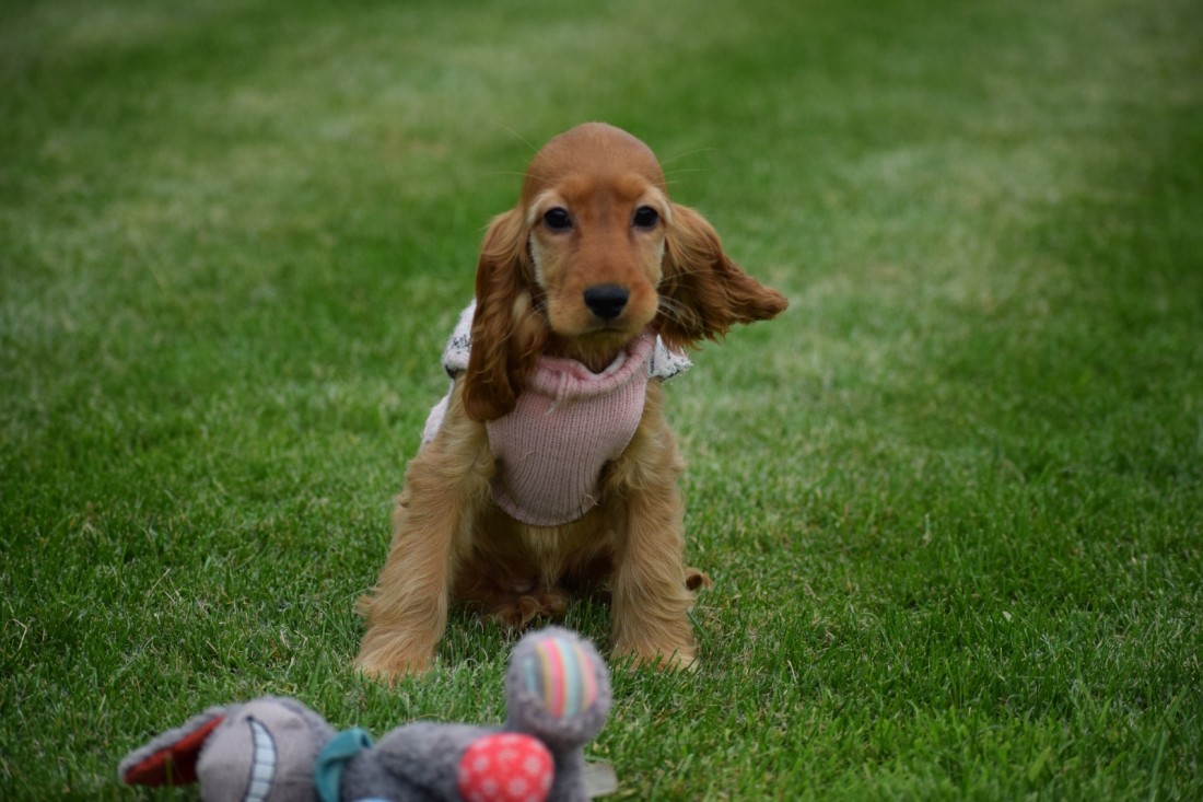 Engelse Cocker Spaniel