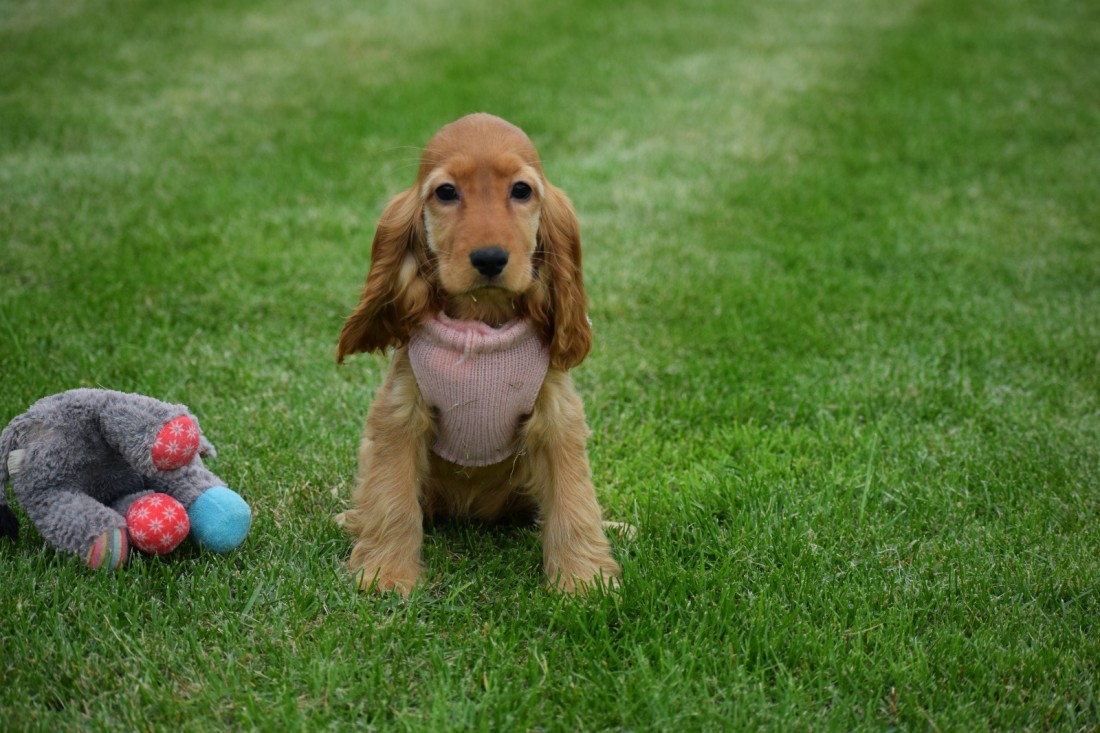 Engelse Cocker Spaniel