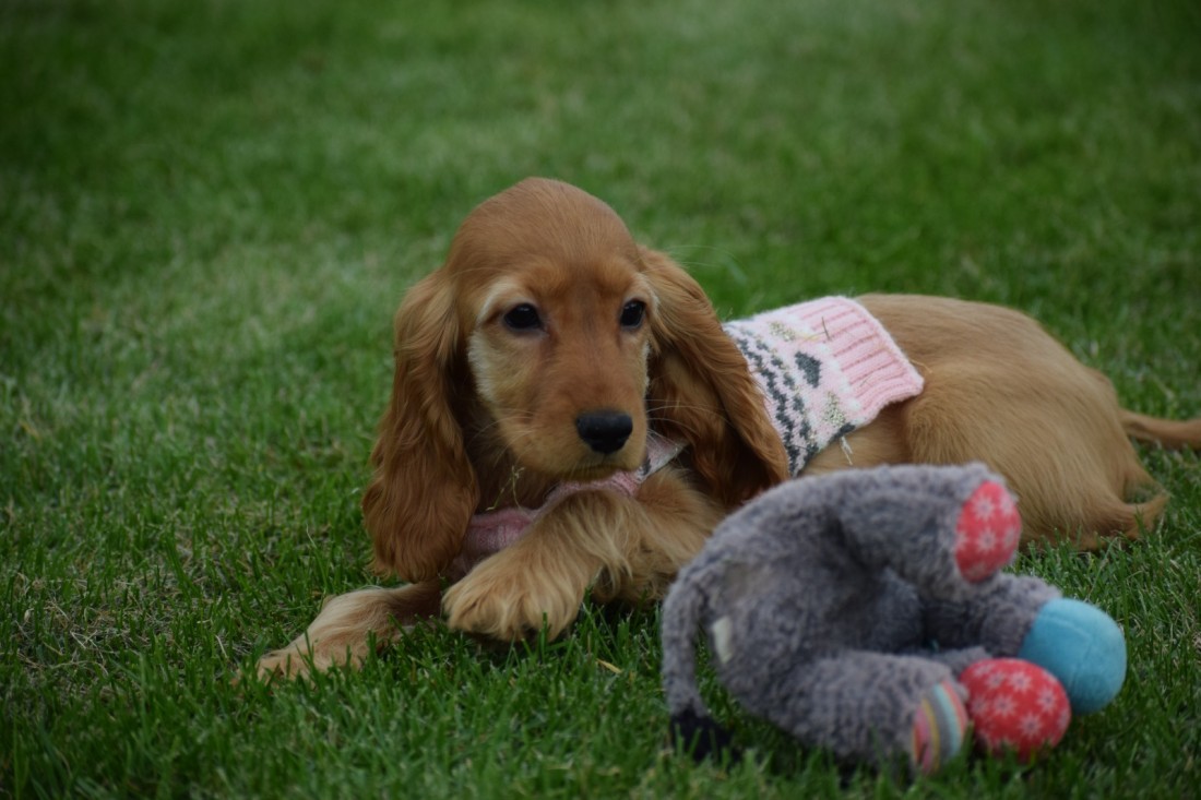 Engelse Cocker Spaniel