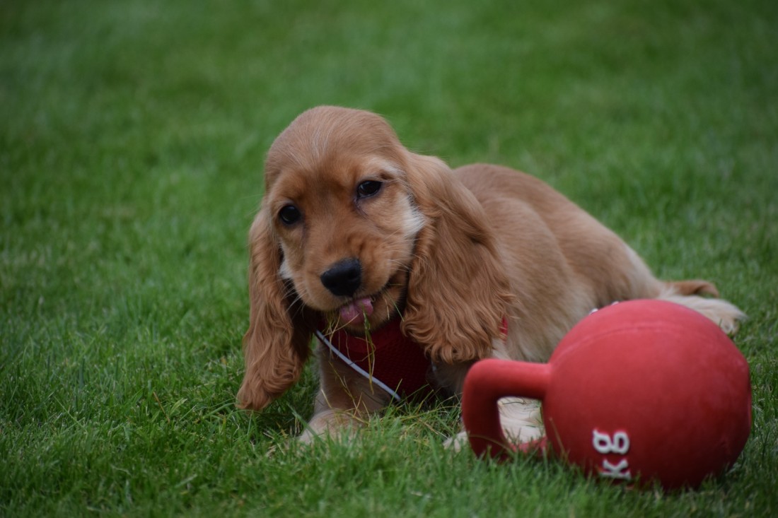 Engelse Cocker Spaniel